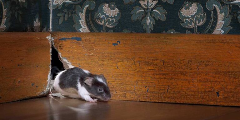Comment boucher les points d'entrée des rongeurs : Conseils pratiques ...